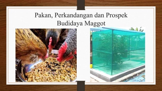 Produksi dan Nutrisi Satwa Harapan-Maggot-pertemuan 2.pdf | Free Download