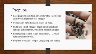 Produksi dan Nutrisi Satwa Harapan-Maggot-pertemuan 2.pdf