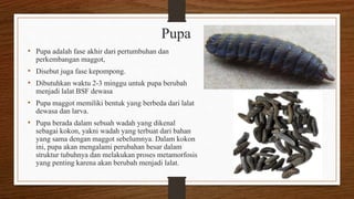 Produksi dan Nutrisi Satwa Harapan-Maggot-pertemuan 2.pdf