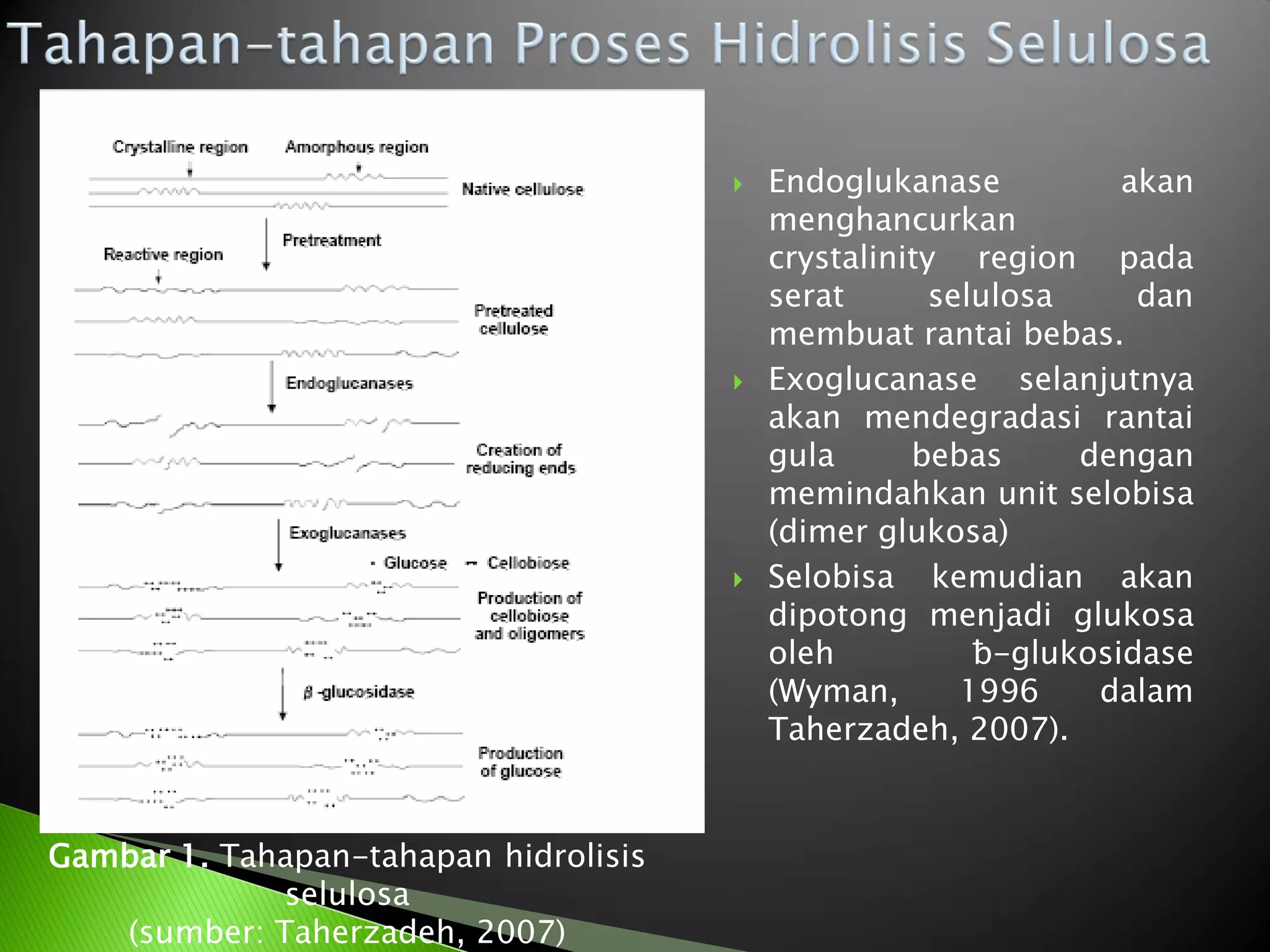 Produksi enzim selulase | PDF