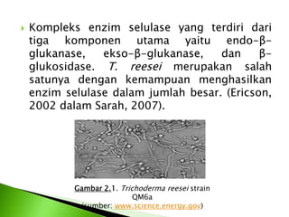 Produksi enzim selulase | PDF