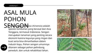 Konservasi alam dan lingkungan produksi kayu pohon sengon.pptx