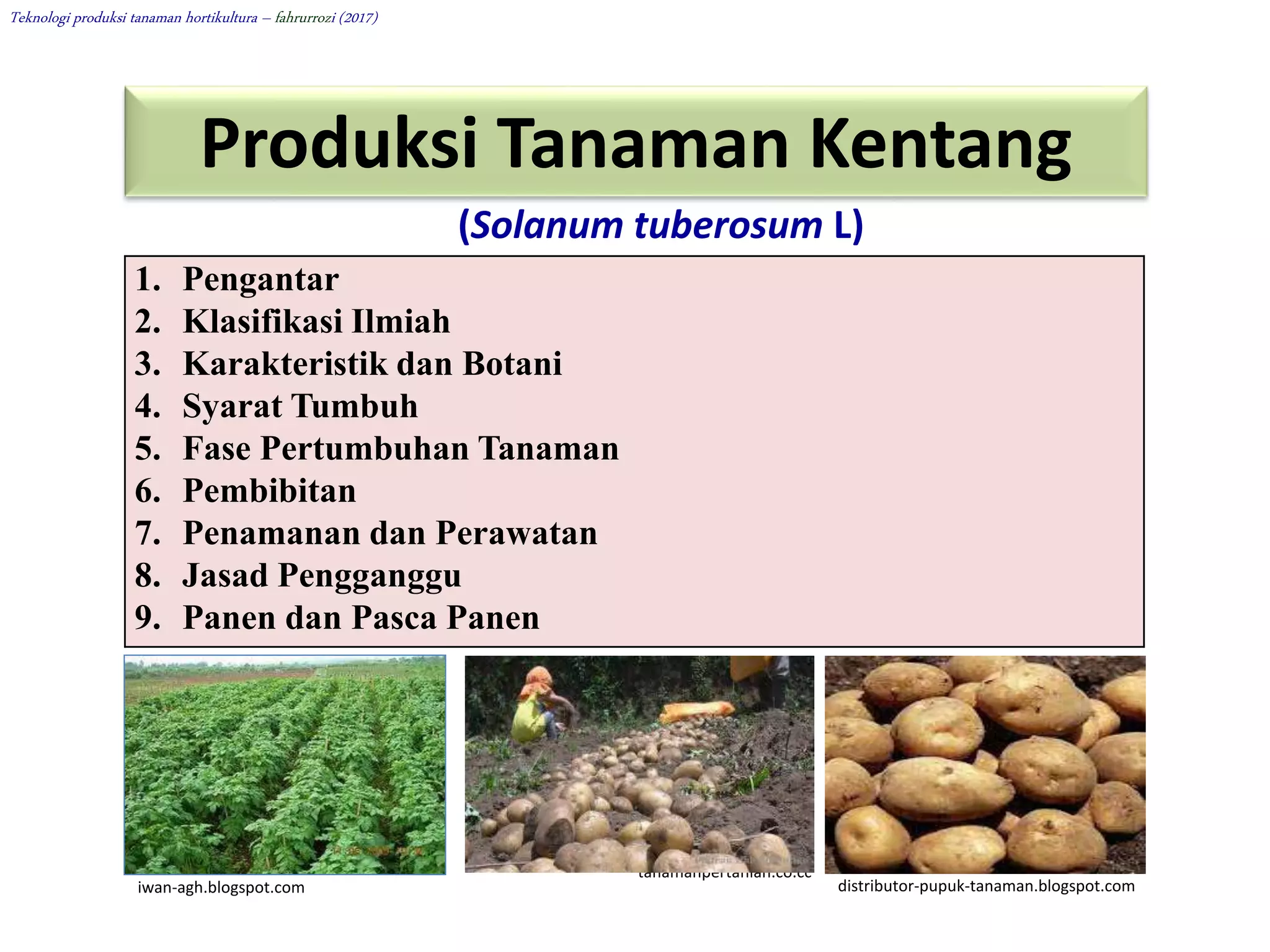 Produksi Tanaman Kentang | PPTX