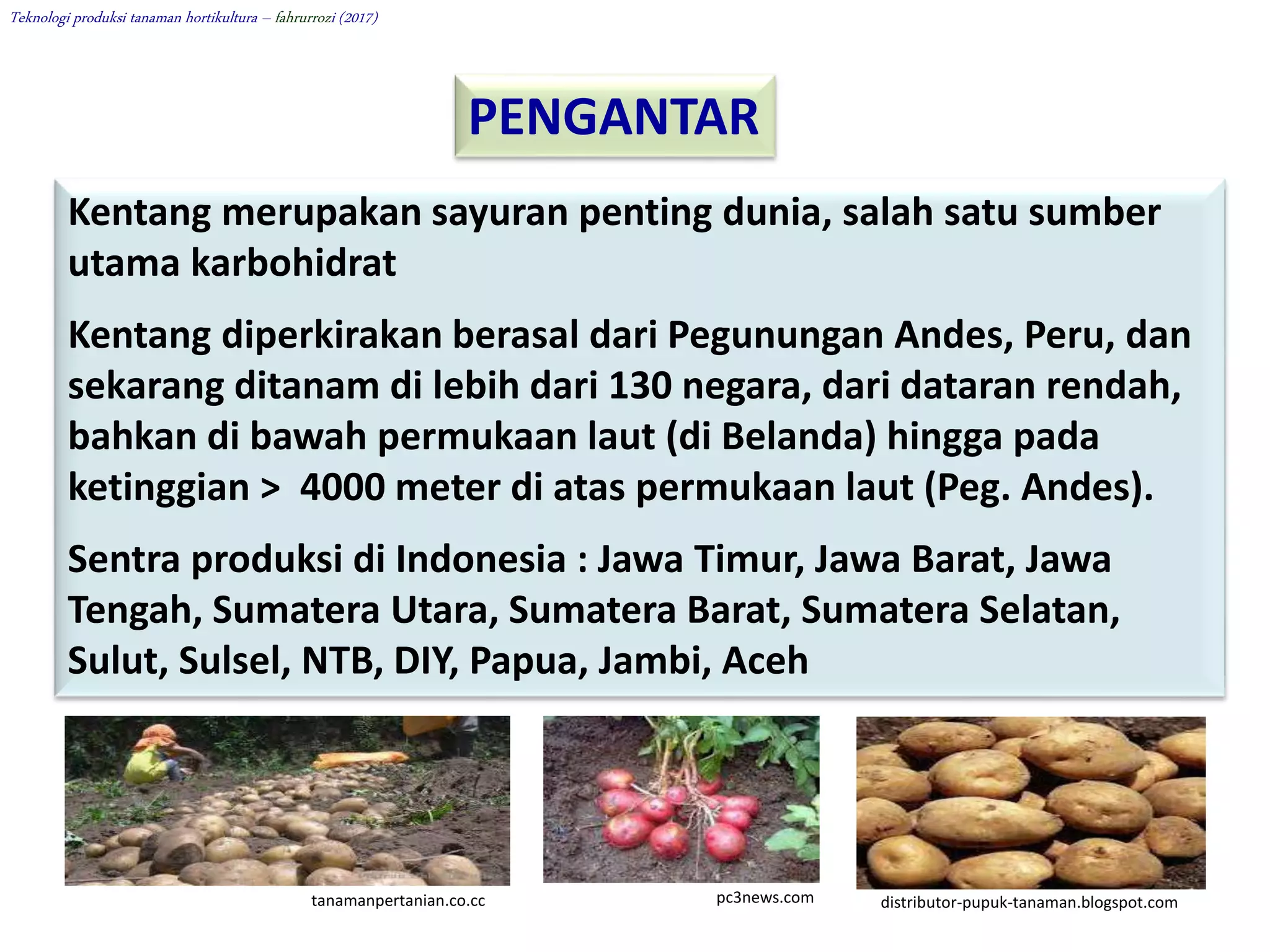 Produksi Tanaman Kentang | PPTX