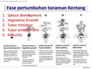 Produksi Tanaman Kentang | PPTX