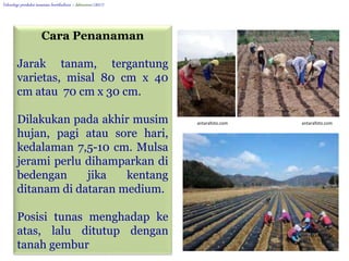 Produksi Tanaman Kentang | PPTX