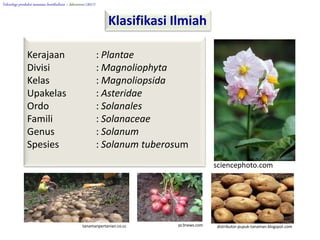 Produksi Tanaman Kentang | PPTX