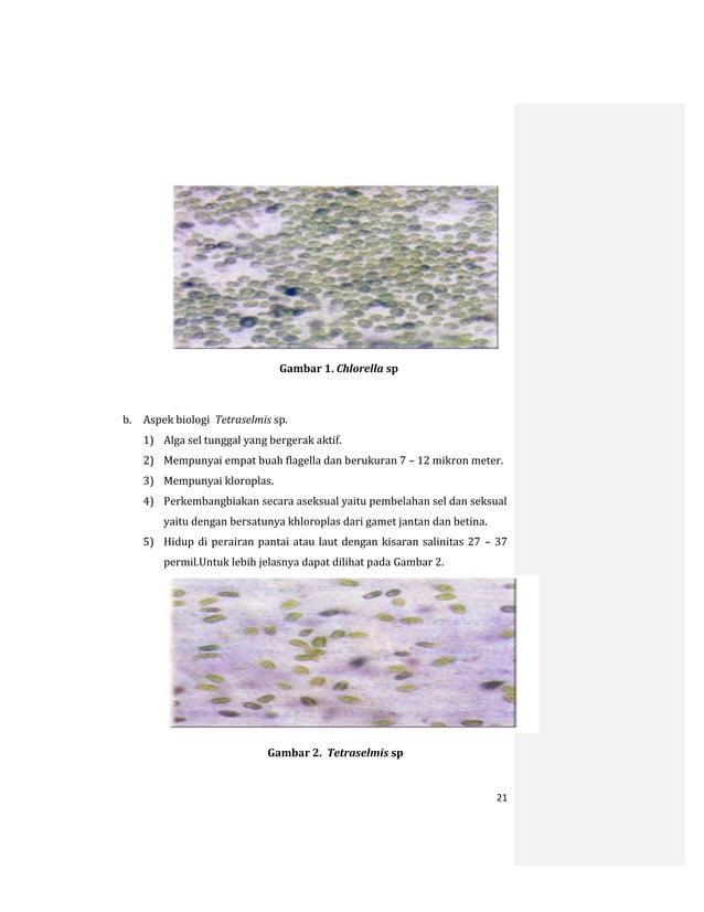 Produksi pakan alami 1 | PDF