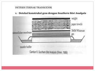 Produksi sapi transgenetik | PPT