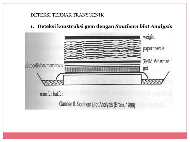 Produksi sapi transgenetik | PPT