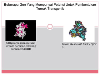 Produksi sapi transgenetik | PPT