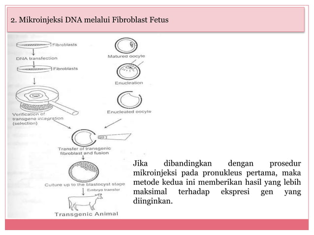 Produksi sapi transgenetik | PPT