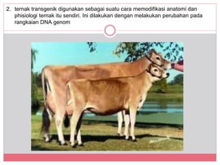 Produksi sapi transgenetik | PPT