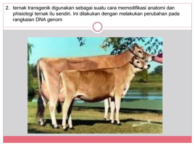 Produksi sapi transgenetik | PPT