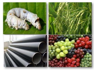 Produksyon at salik lupa at kapital | PPTX