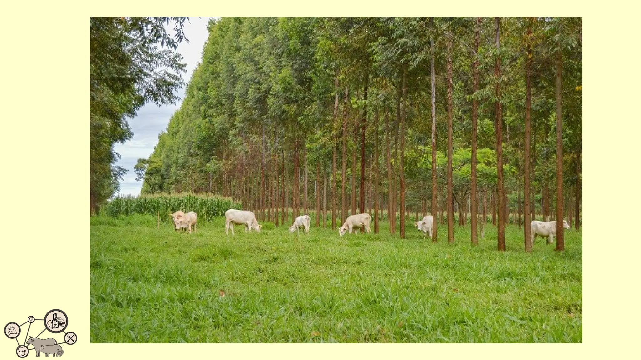 Sistemas de Produção animal - Intensivo semi-extensivo e extensivo | PPTX