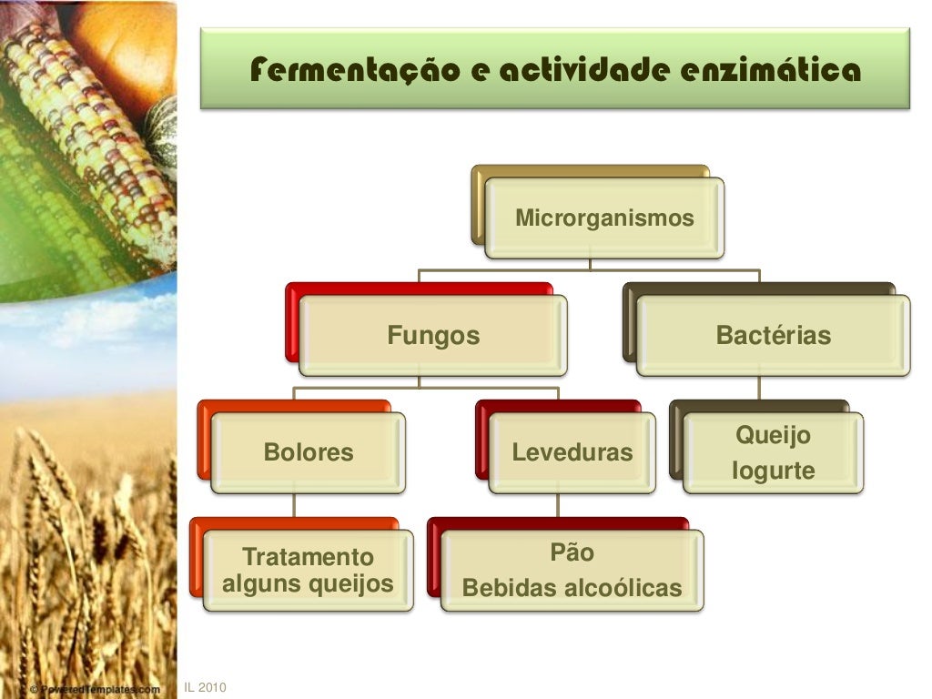 Microrganismos e Fermentação