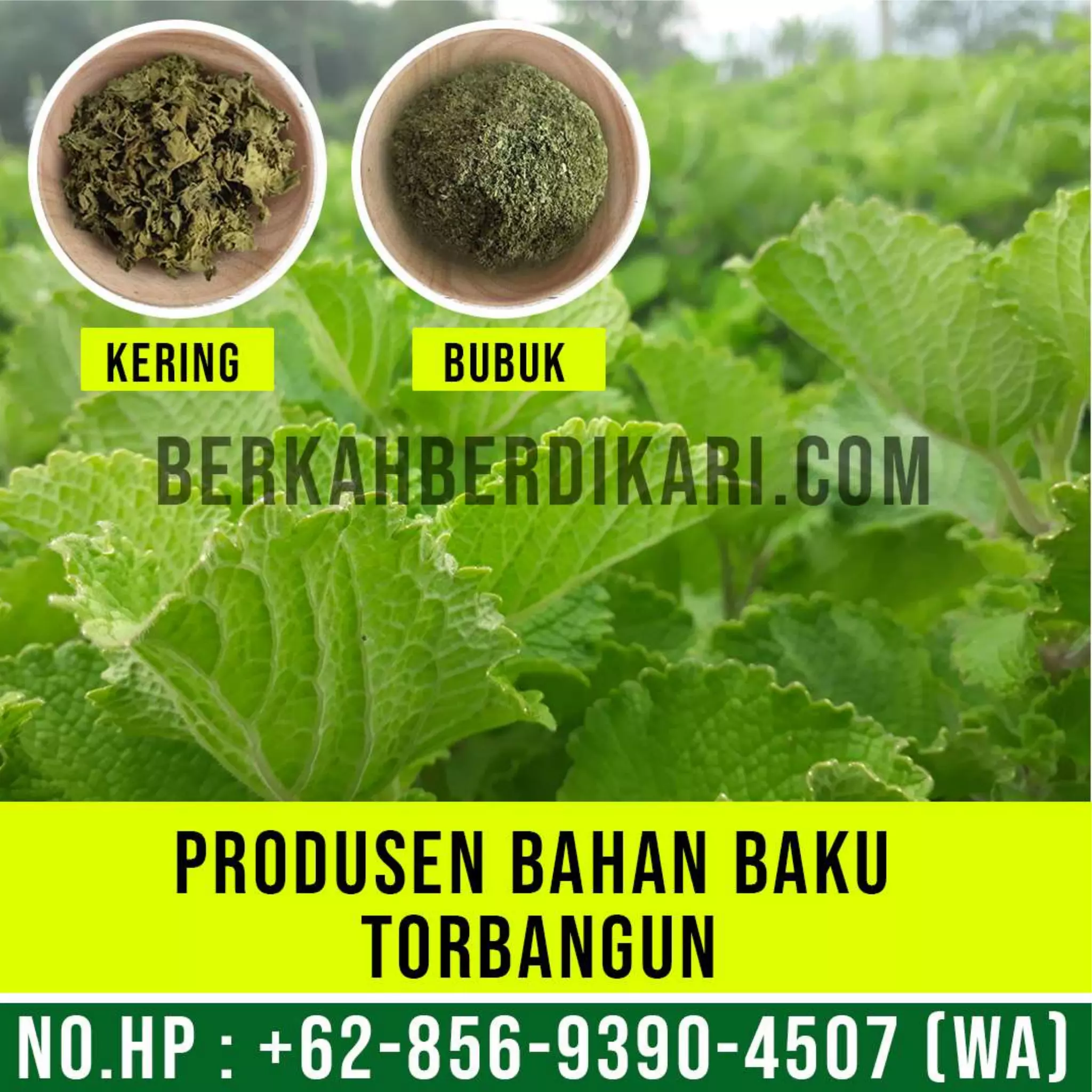 Produsen Daun Torbangun | PDF