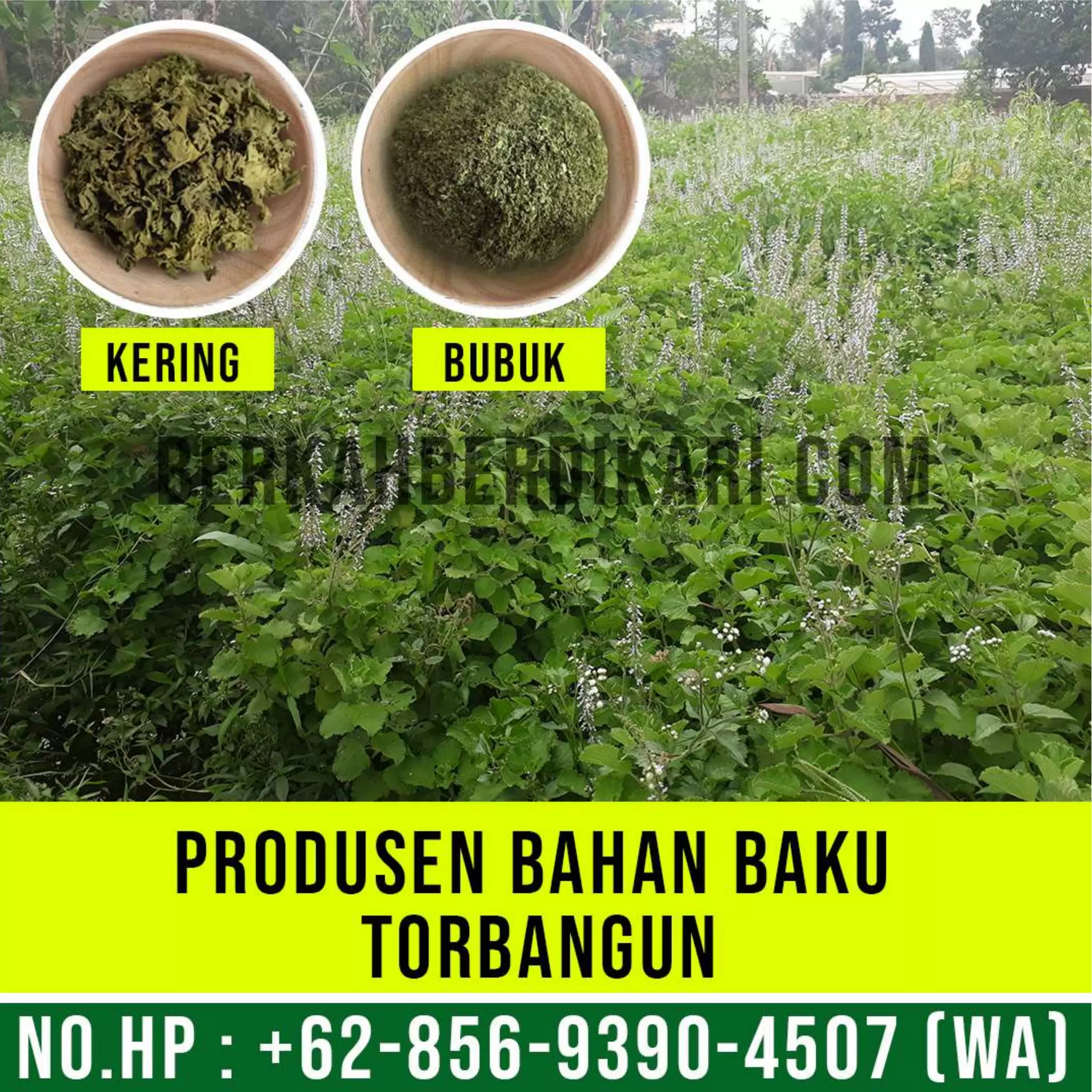 Produsen Daun Torbangun | PPTX