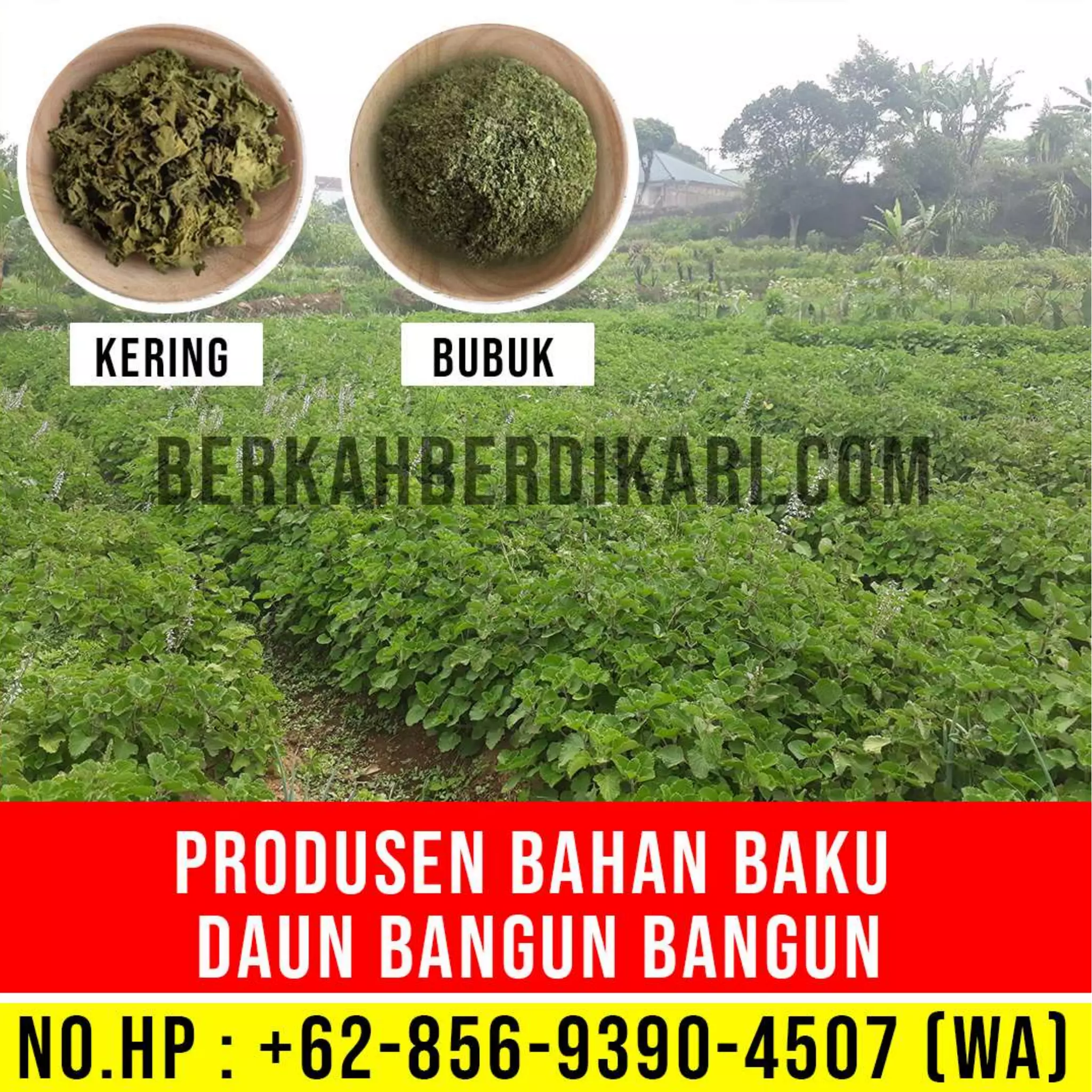 Produsen Daun Bangun Bangun Asi | PDF