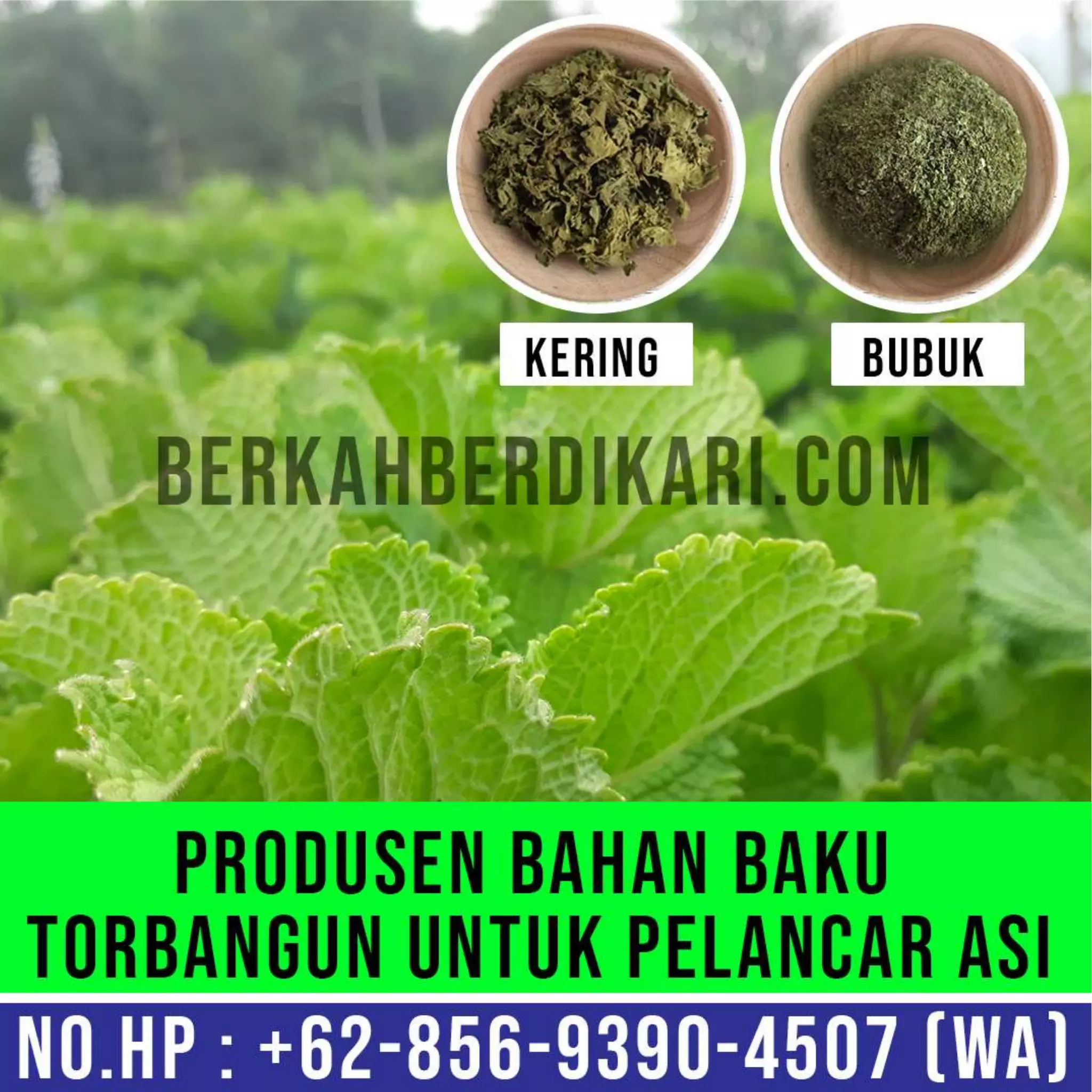 Produsen Daun Bangun Bangun Asi | PDF