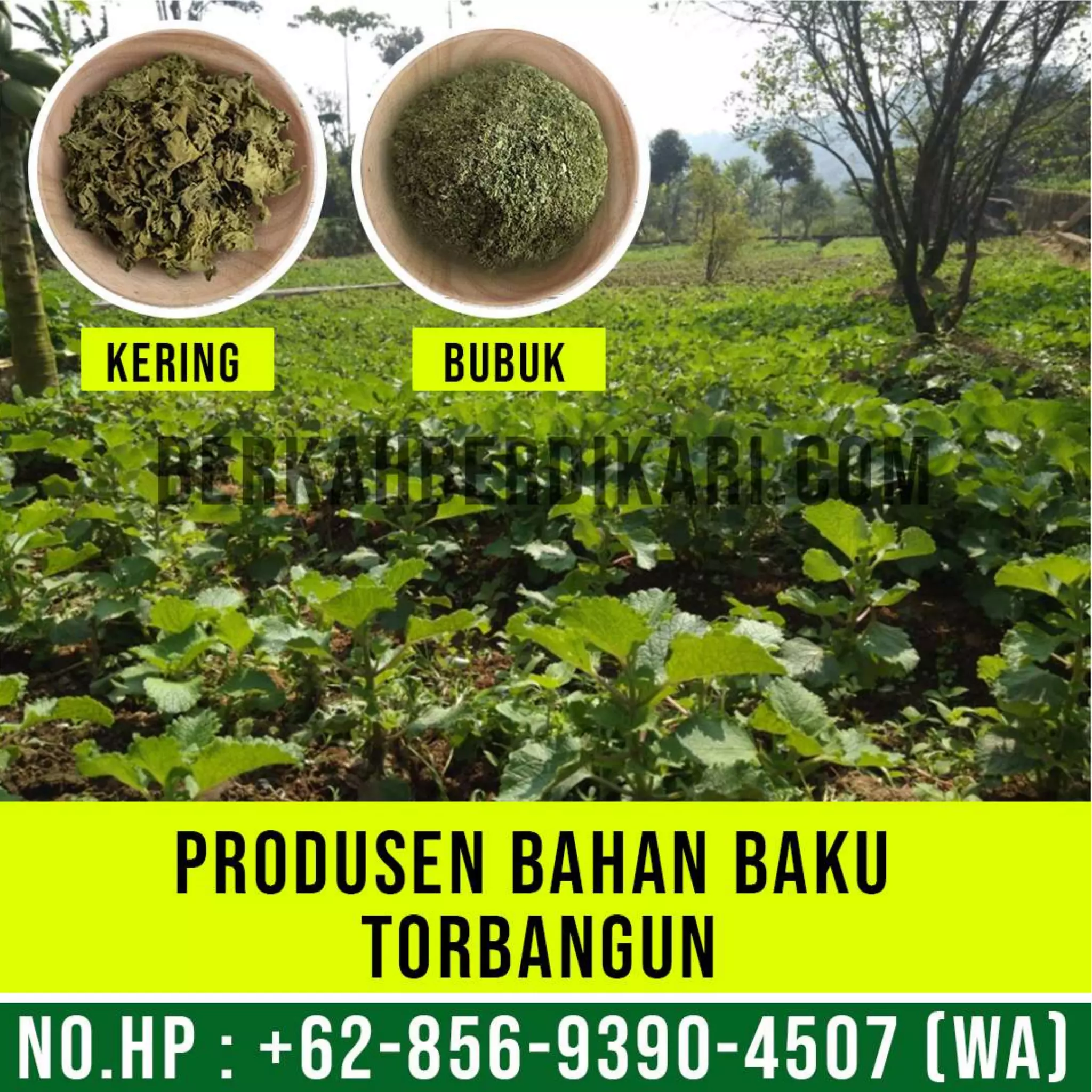Produsen Daun Bangun Bangun Asi | PDF