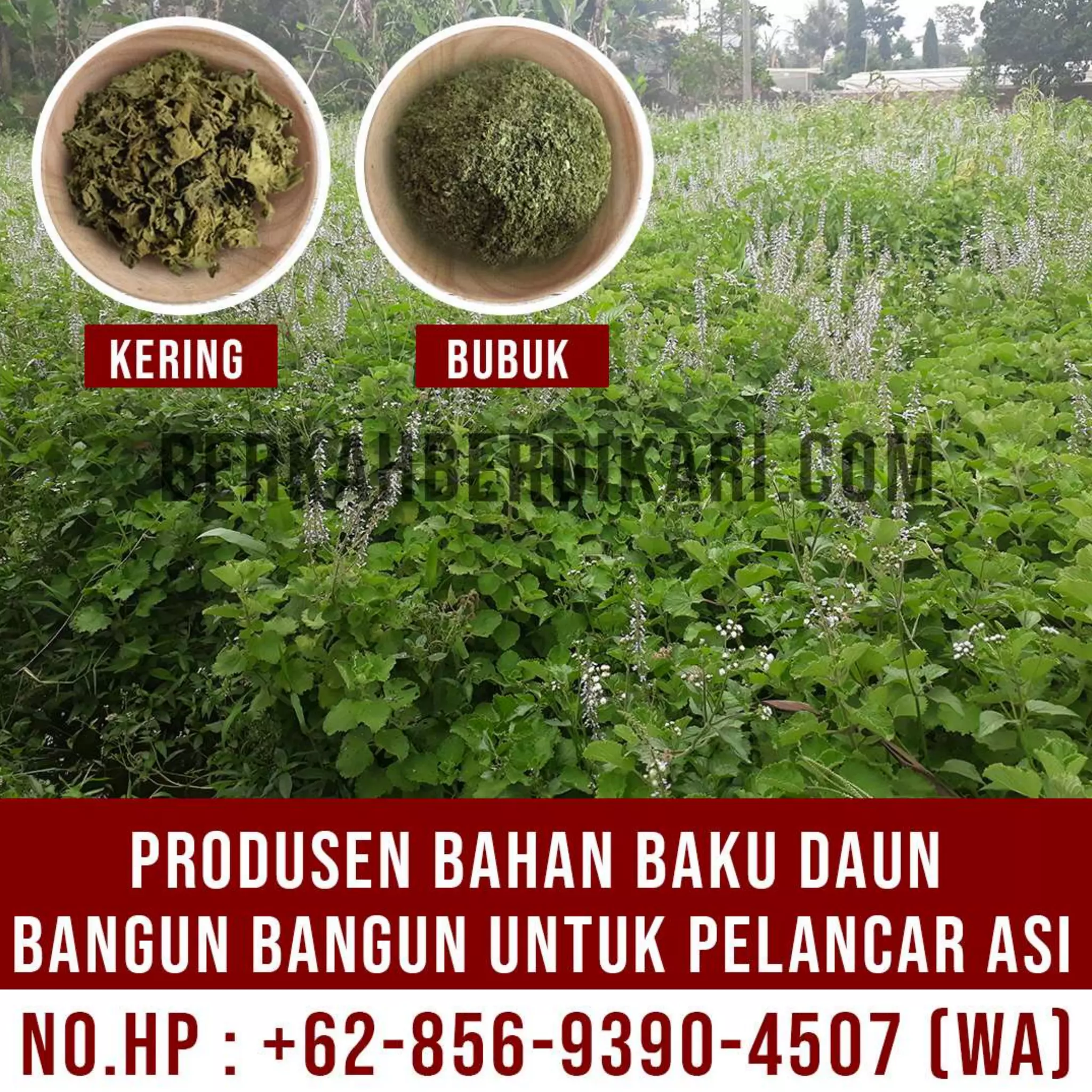 Produsen Daun Bangun Bangun Asi | PDF