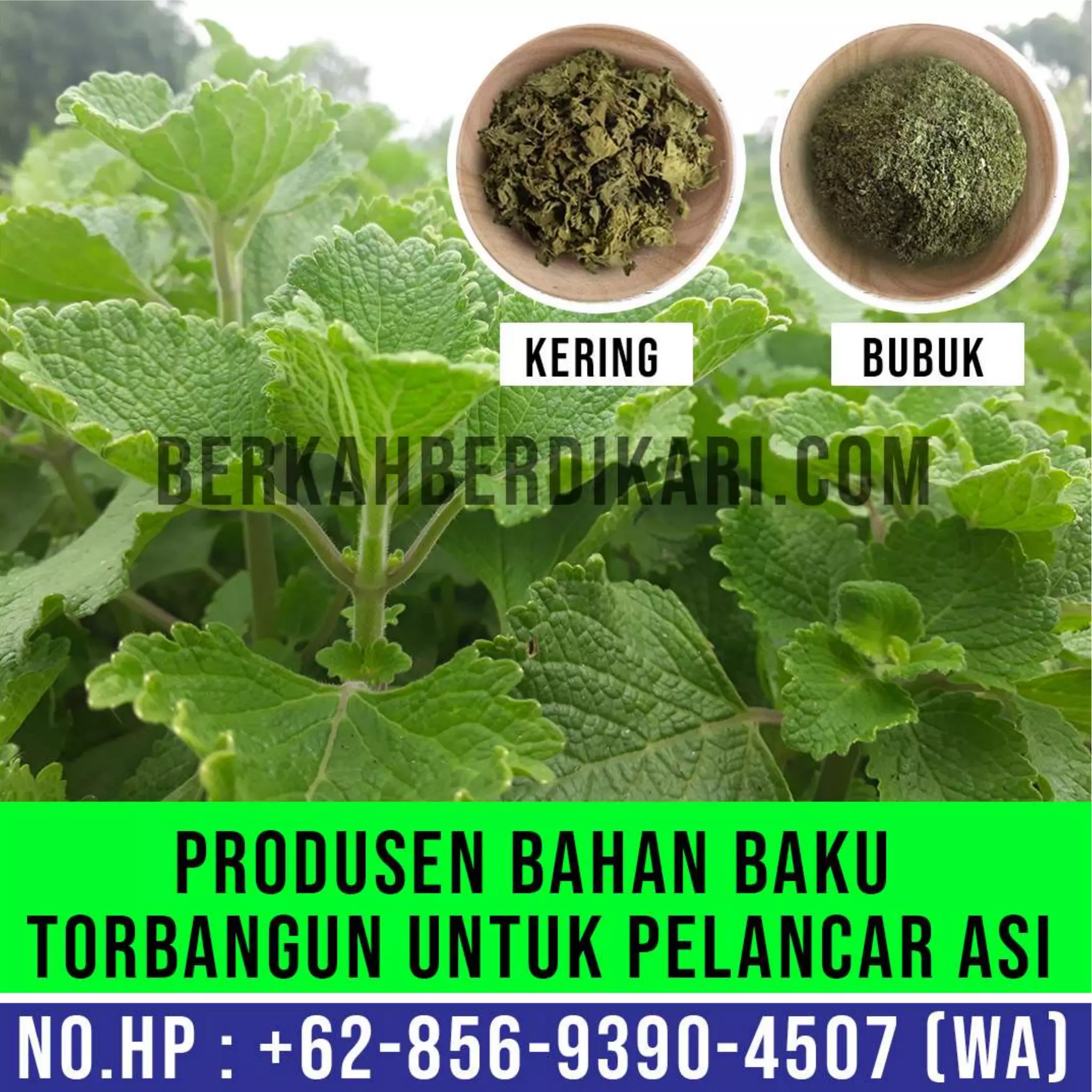 Produsen Daun Bangun Bangun Asi | PDF