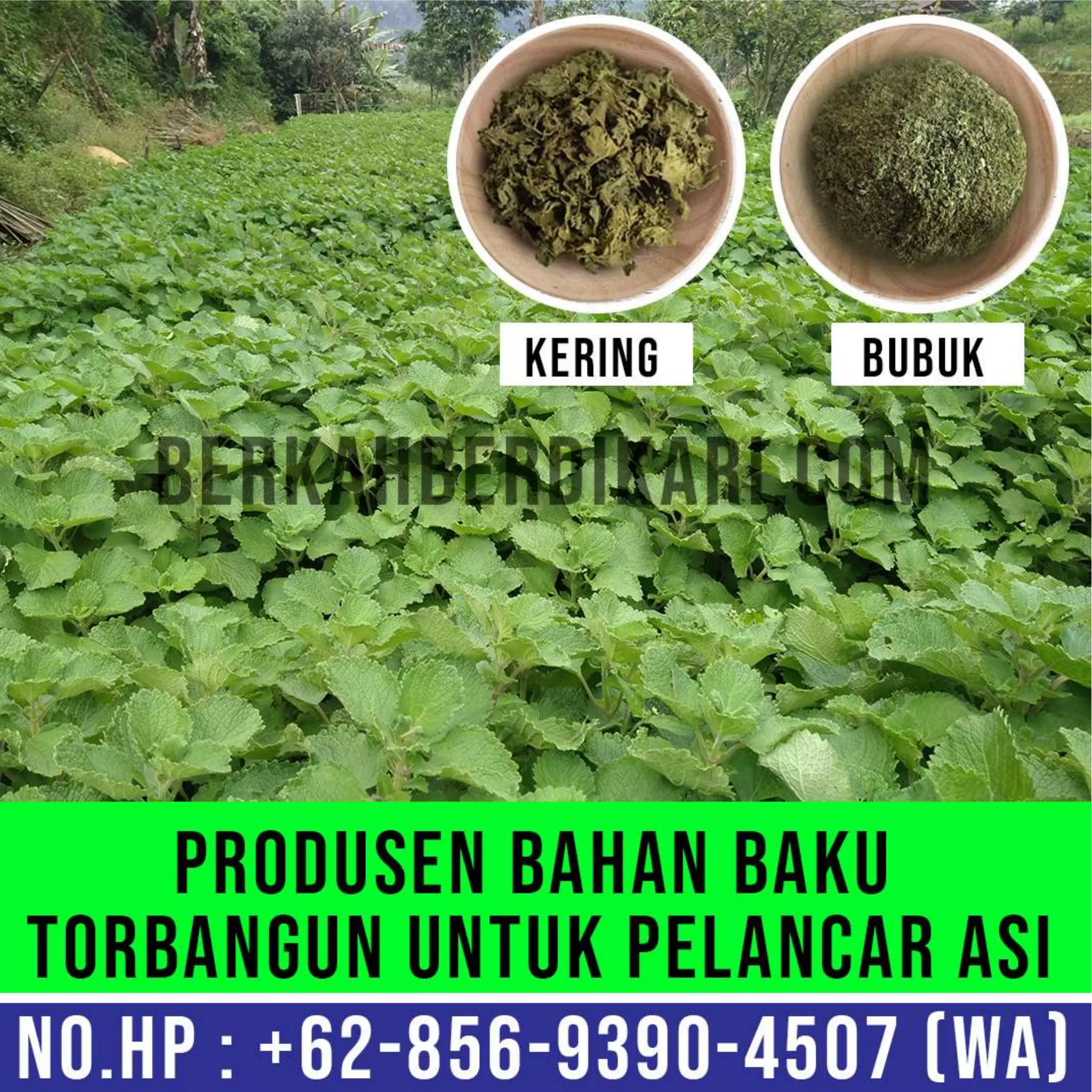 Produsen Daun Bangun Bangun Asi | PDF