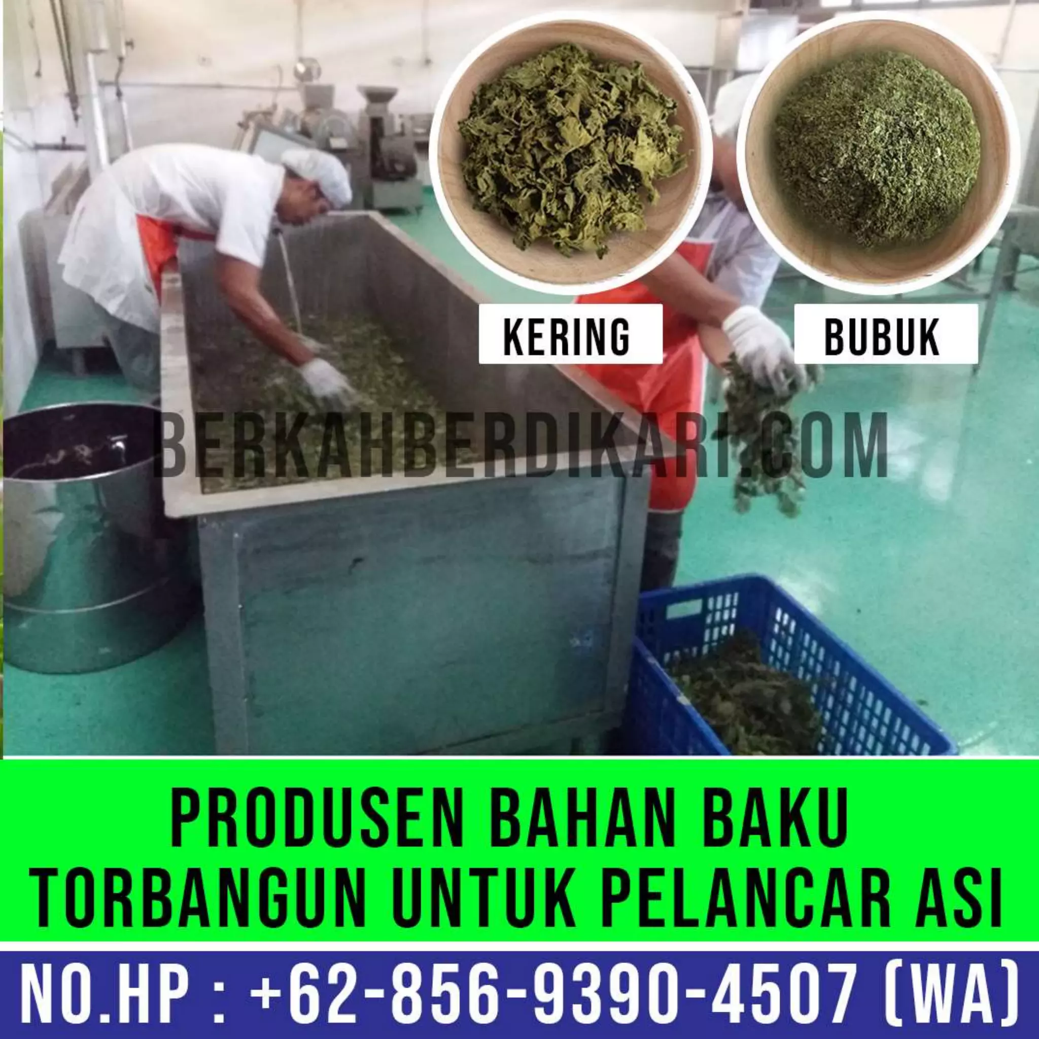 Produsen Daun Bangun Bangun Asi | PDF