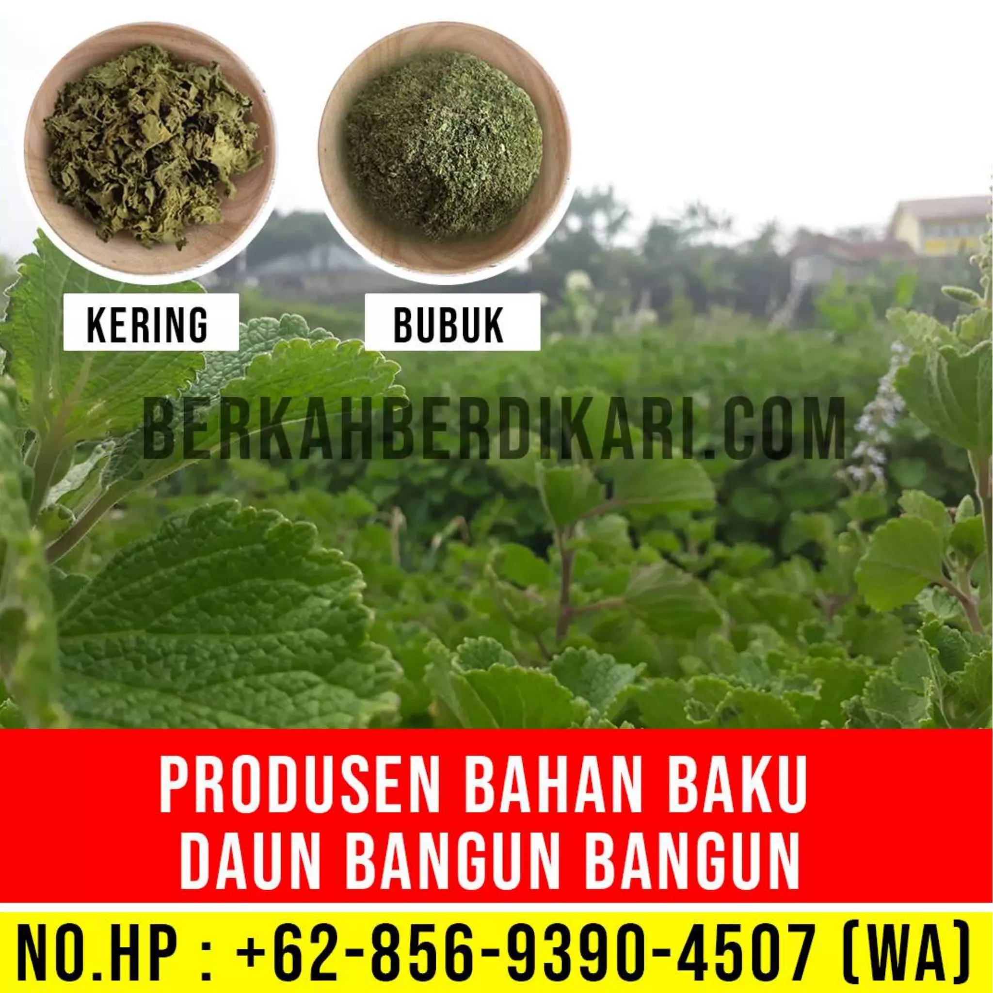 Produsen Daun Bangun Bangun Asi | PDF