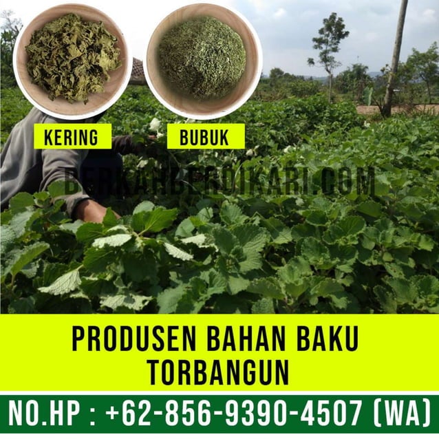 Produsen Daun Bangun Bangun Asi | PDF