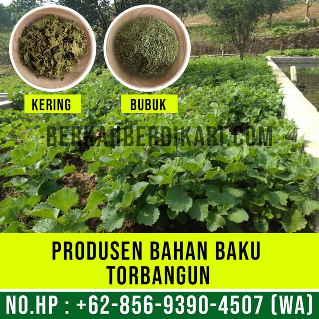Produsen Daun Bangun Bangun Asi | PDF