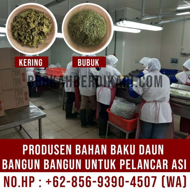Produsen Daun Bangun Bangun Asi | PDF