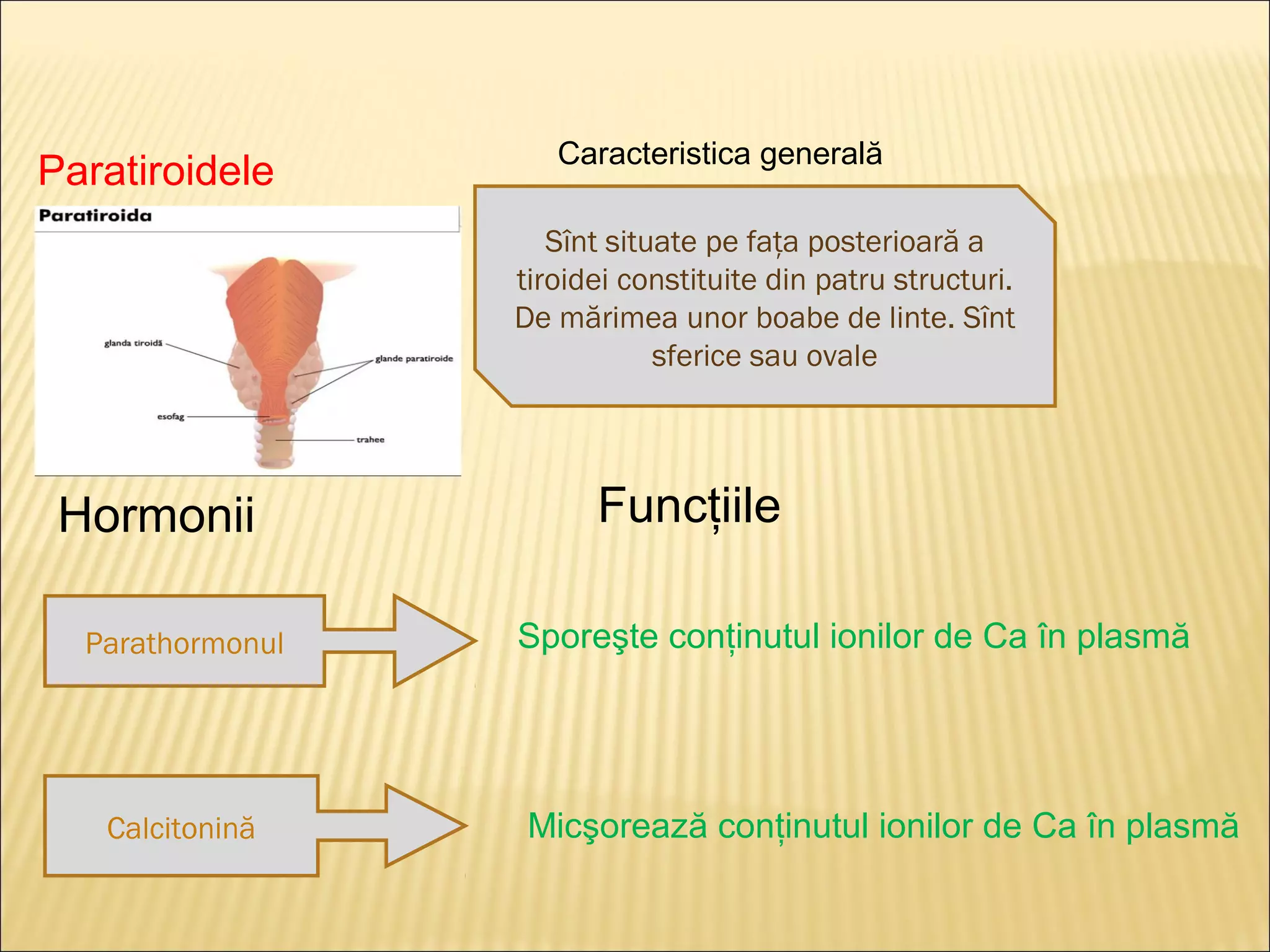 Proiect biologier | PPT
