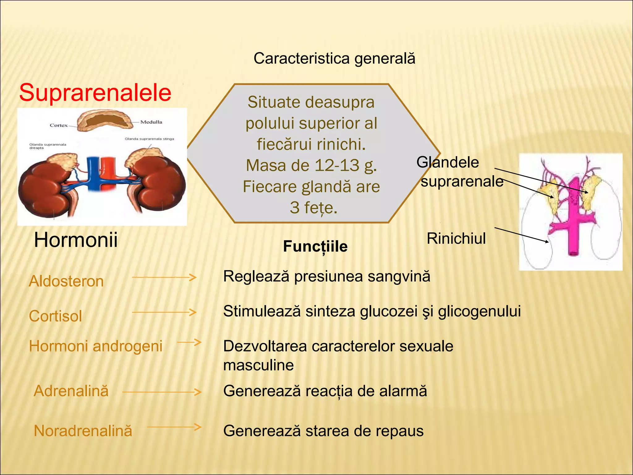 Proiect biologier | PPT