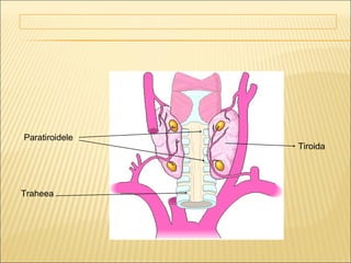 Proiect biologier | PPT
