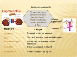 Proiect biologier | PPT