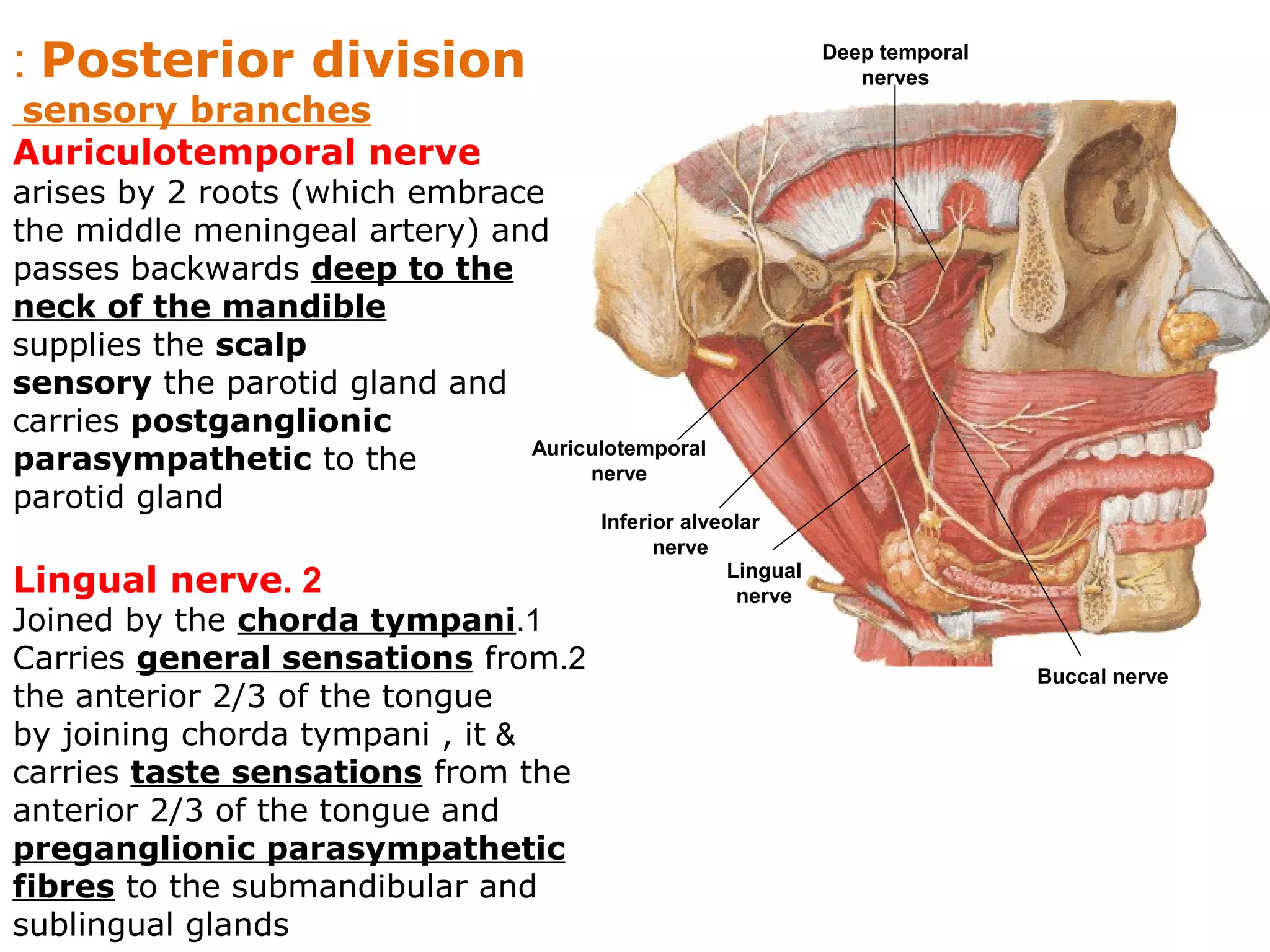Prof. laila kAU Trigeminal Nerve . | PPT