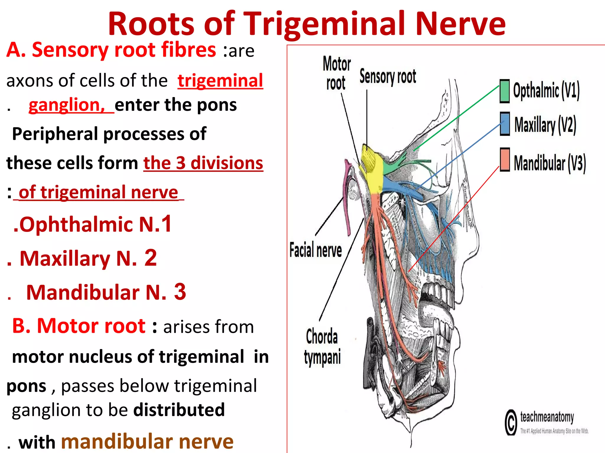 Prof. laila kAU Trigeminal Nerve . | PPT