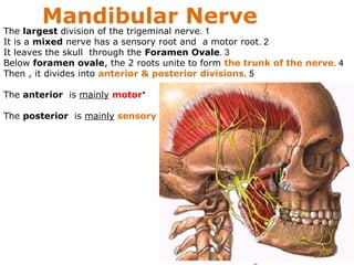 Prof. laila kAU Trigeminal Nerve . | PPT
