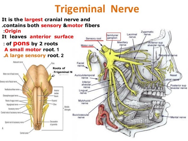 Prof. laila kAU Trigeminal Nerve