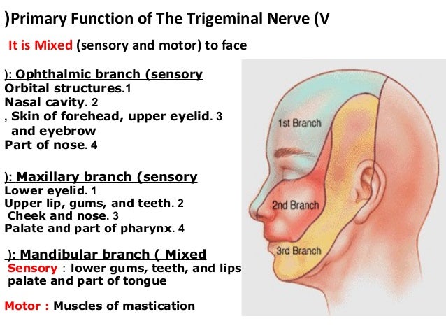 Prof. laila kAU Trigeminal Nerve