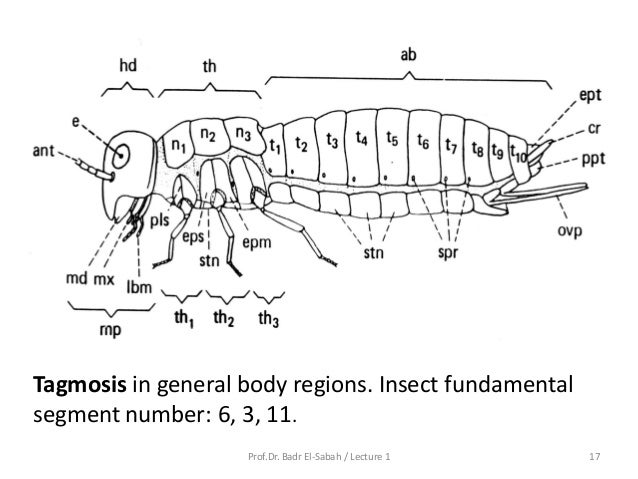 Prof. Dr. Badr El-Sabah Entomology Lecture 1