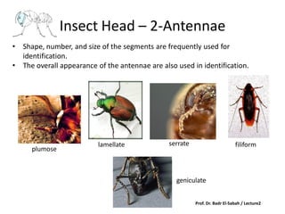 Prof. Dr. Badr El- Sabah Entomology Lecture 2 | PDF