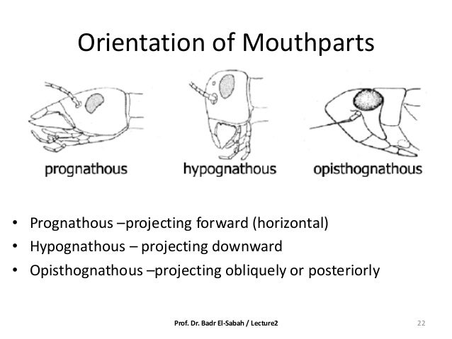 Prof. Dr. Badr El- Sabah Entomology Lecture 2