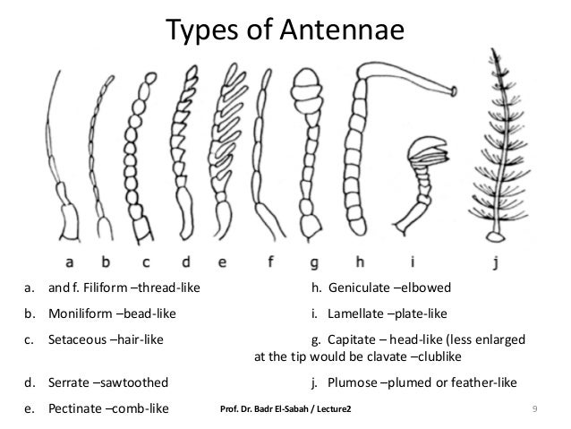Prof. Dr. Badr El- Sabah Entomology Lecture 2