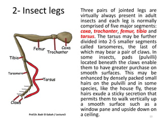 Prof. Dr. Badr El-Sabah Entomology Lecture 3 | PPT