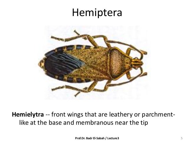 Prof. Dr. Badr El-Sabah Entomology Lecture 3
