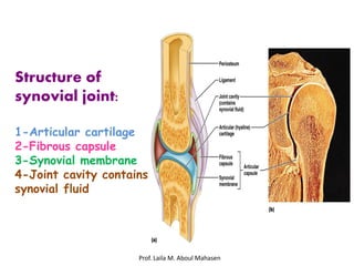 Prof.laila kau articular system 2018 | PDF